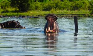 Hippos teeth – why are they so special? | Hippoworlds