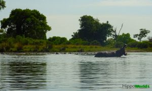 Hippopotamus Conservation | Hippoworlds