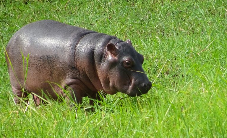 Hippopotamus Reproduction | Hippoworlds