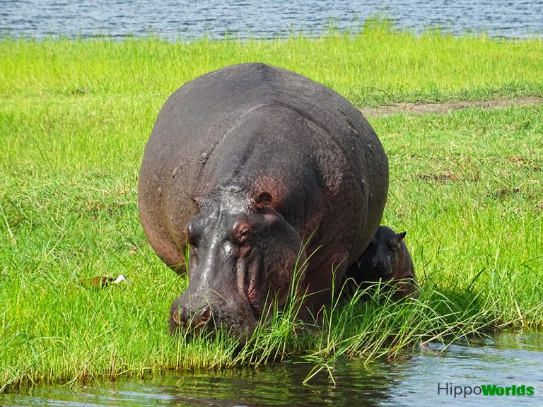 Types of Hippos | Hippoworlds