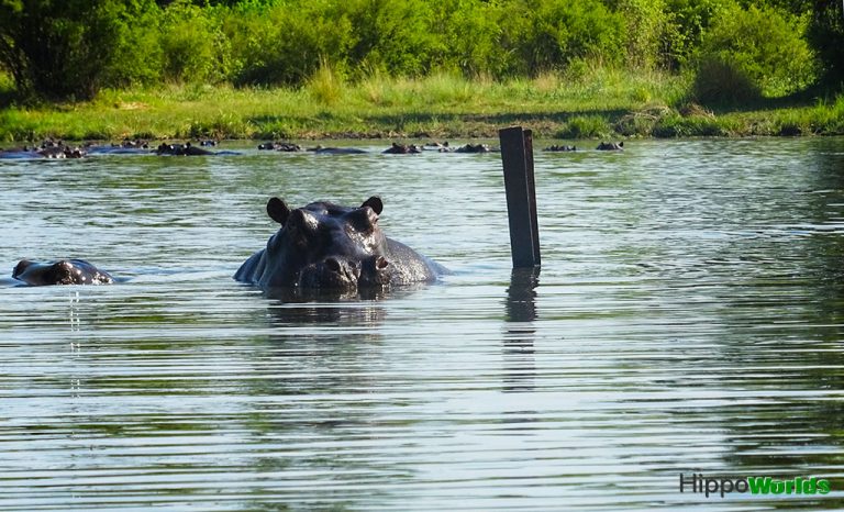 Hippopotamus Conservation | Hippoworlds