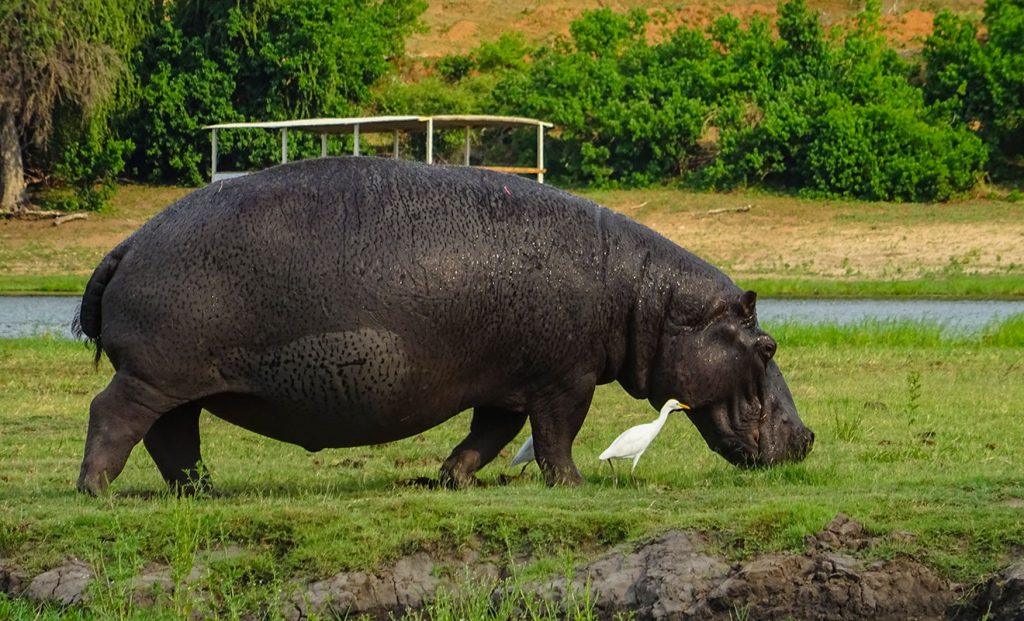 Can you eat hippo meat? | Hippoworlds