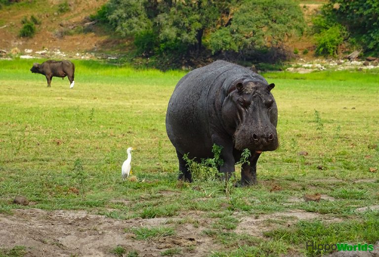 What do hippos eat? | Hippoworlds