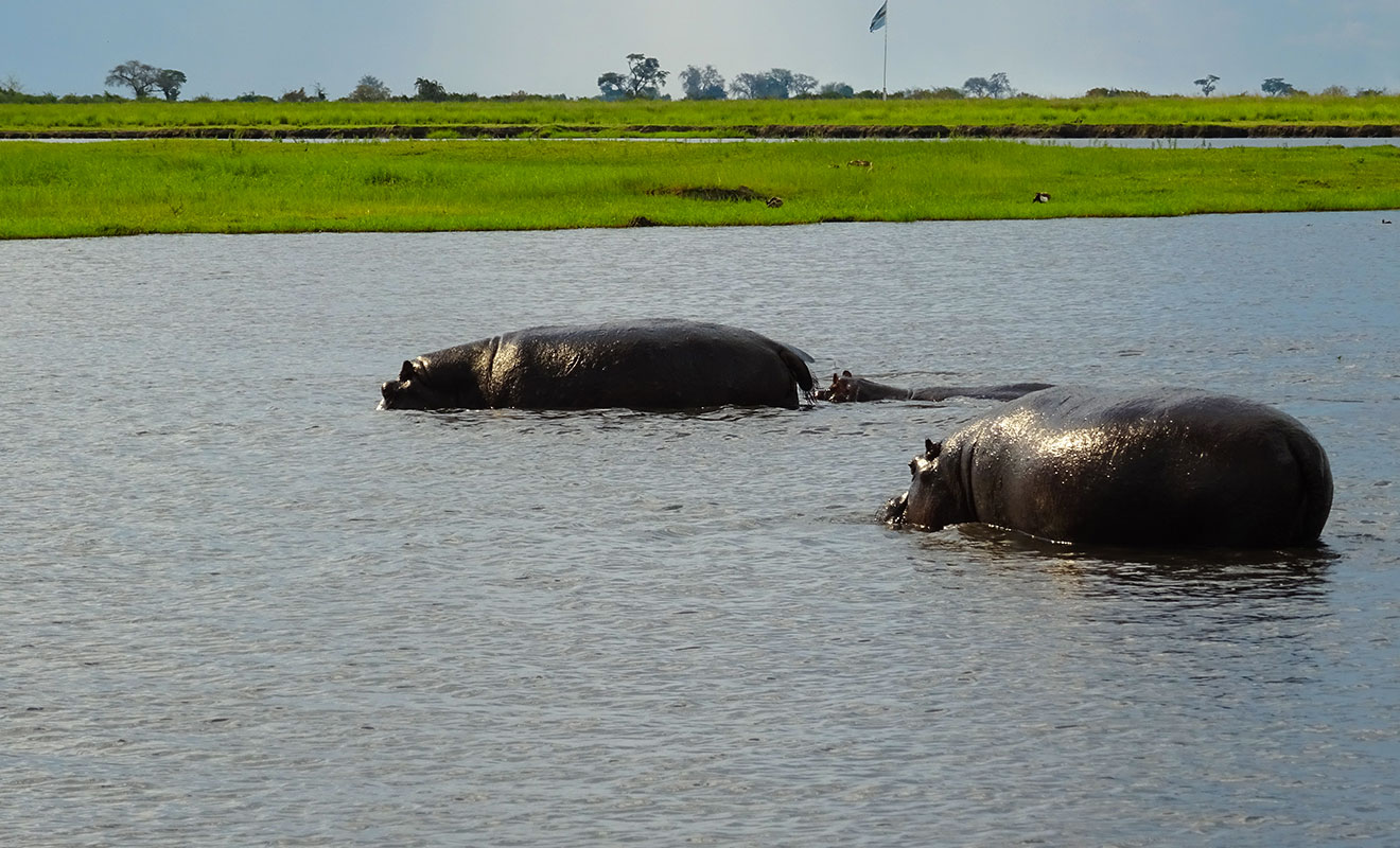 Hippopotamus Evolution | Hippoworlds