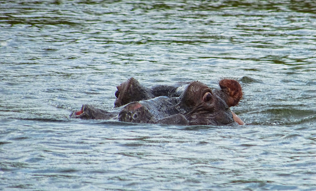 Hippopotamus Habitat | Hippoworlds