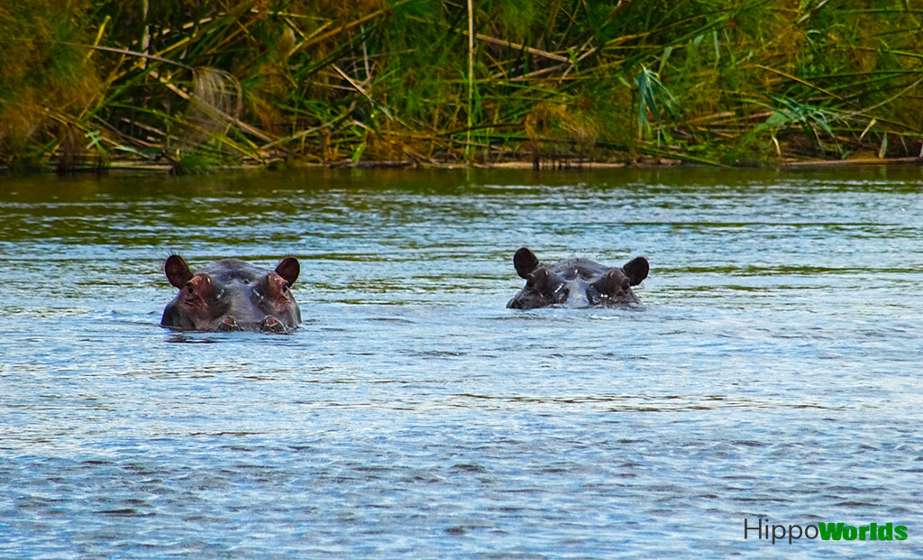 Hippopotamus Conservation | Hippoworlds