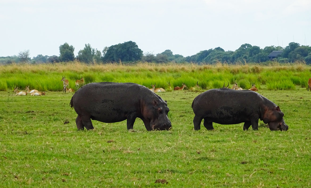 25 Fun Facts about Hippos | Hippoworlds