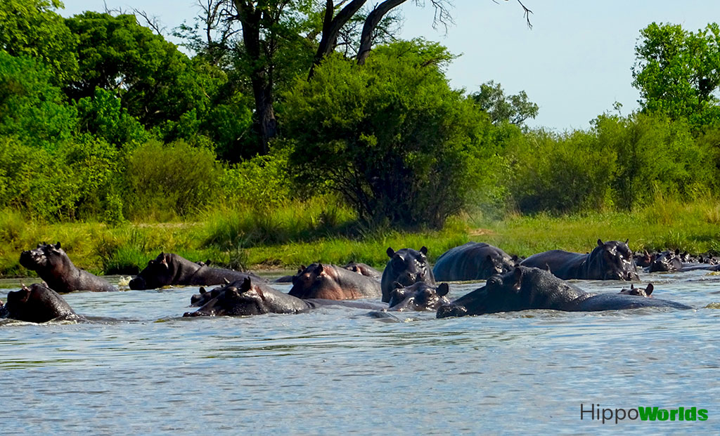 Hippopotamus Conservation | Hippoworlds