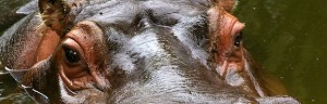 Hippopotamus Anatomy | Hippoworlds