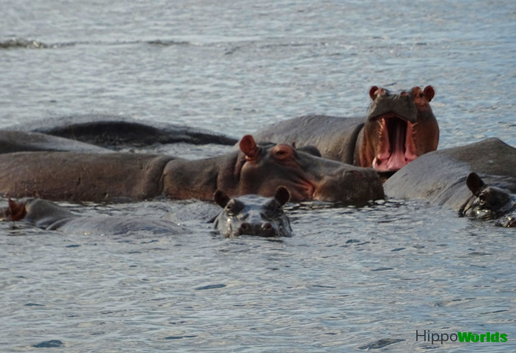 Types of Hippos | Hippoworlds